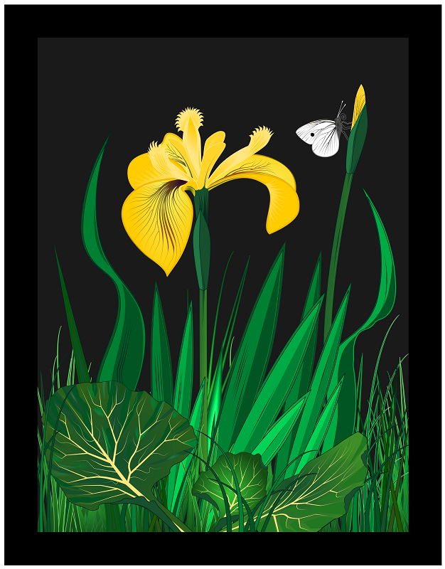 Butterflies and Moths – Sandy Mackenzie